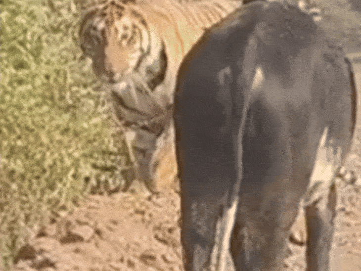 Itarsi Tiger Seen Near Forest | Appeal for Alertness