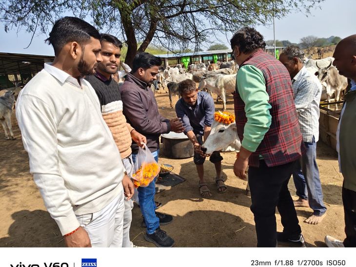 Banda Cow Shelters Honor Caretakers on Makar Sankranti | Khichdi Bhog