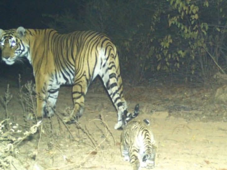 Dholpur-Karoli Tiger Reserve: Tigress T-117 Welcomes Cubs