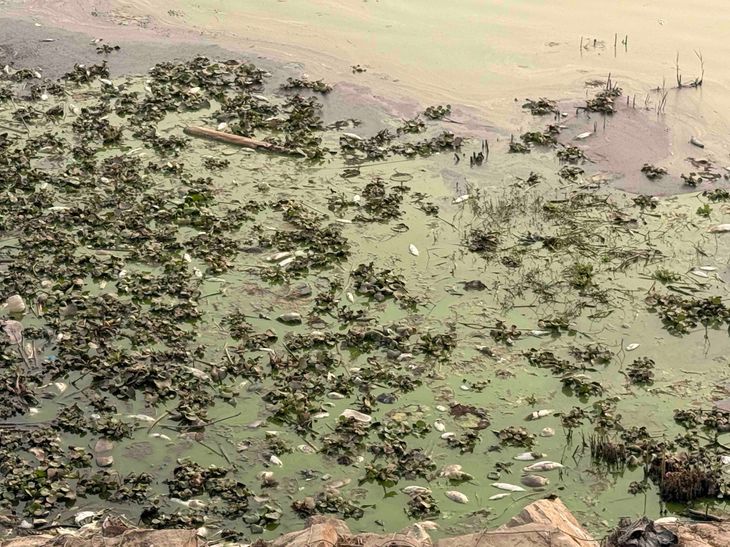 Gorakhpur Ramgarh Tal Fish Kill: Oxygen Depletion, Foul Odor Plague Area