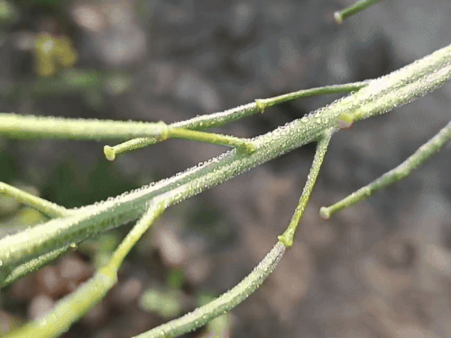 Alwar Cold Wave Grips City; Dew on Grass & Crops | Weather Update