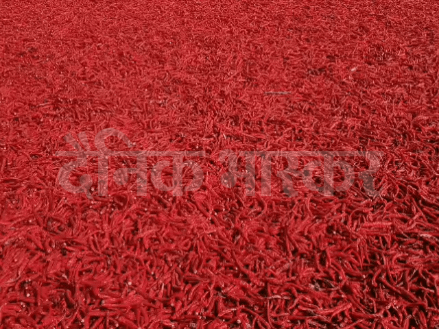 Mathania Red Chili Production Down 12-18% | Prices Rise Due to Low ...