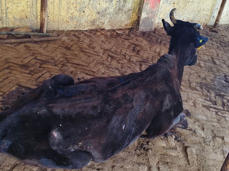 Etawah Gau Shala Cows Ill | Dry Fodder Issue; Sarpanch Claims Green Fodder