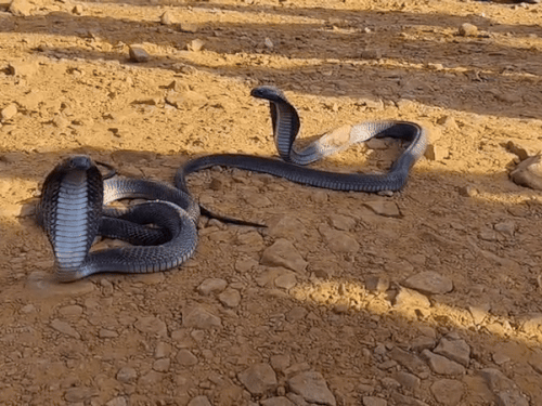 Ajmer Cobra Snake Attack: Serpent Rescuer Saves Forest | VIDEO