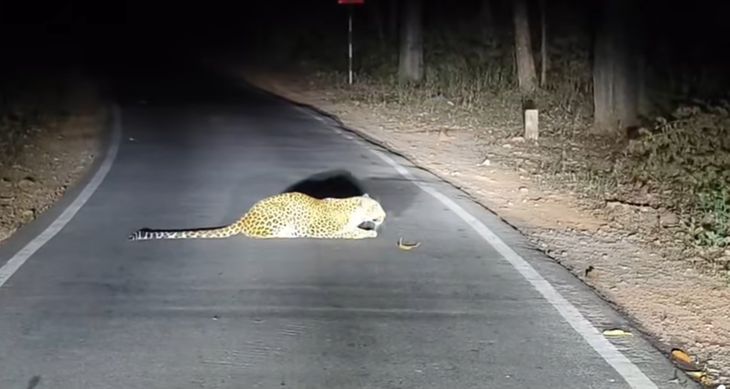Minister claims leopard sighting; Forest Department says video is fake