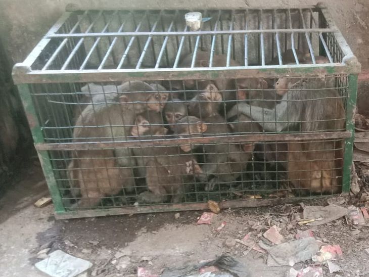 Sheeshgarh Monkeys Caught | Mathura Team Releases into Uttarakhand Forest