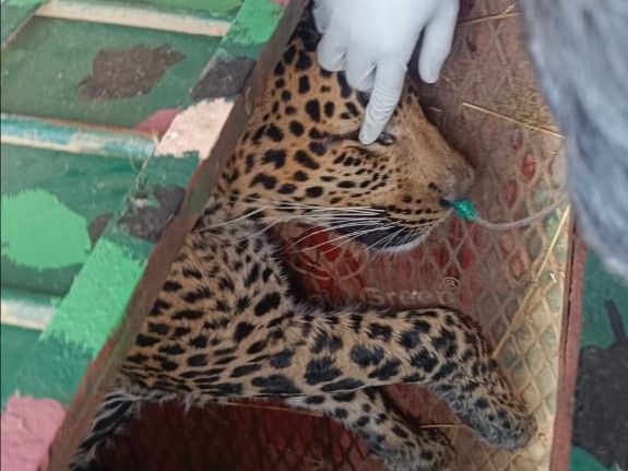 Betul Leopard Attack: Boy Attacked; Leopard Sent to Vanvihar Bhopal