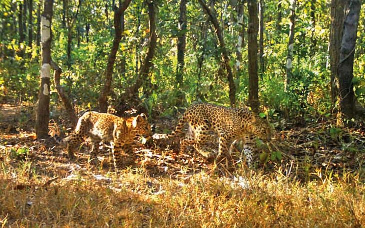 Male and female leopards spotted together, while new tiger footprints ...