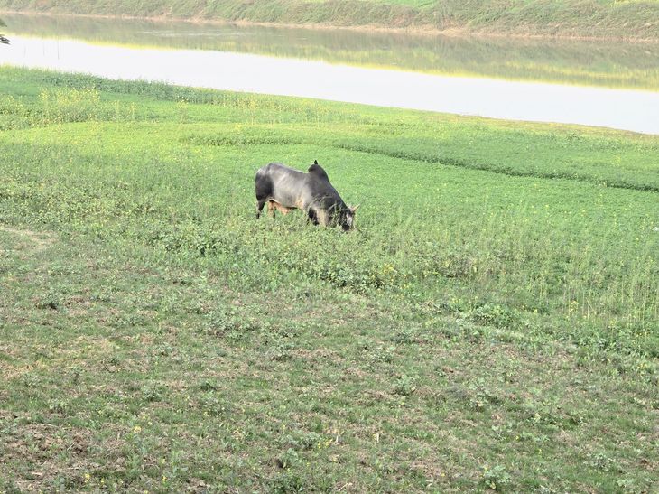 Bhadoura Animal Menace Disrupts Traffic, Damages Crops