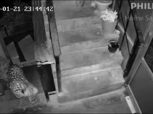 Himachal News Shimla Navbahar leopard enters house second floor