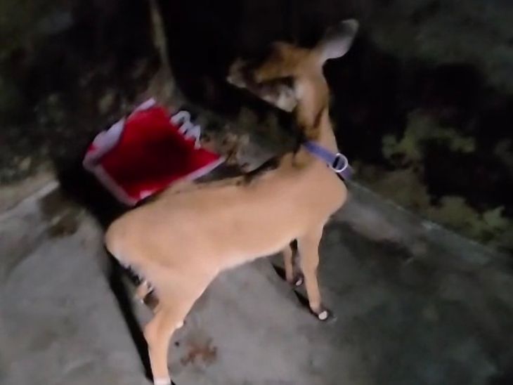 Nilgai Calf Rescued After Wild Dog Attack in Amigarh Jungle | Charthawal
