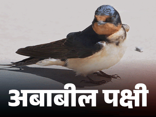 Swallow Bird in Raipur: 10 Months in Air Feat | VIDEO