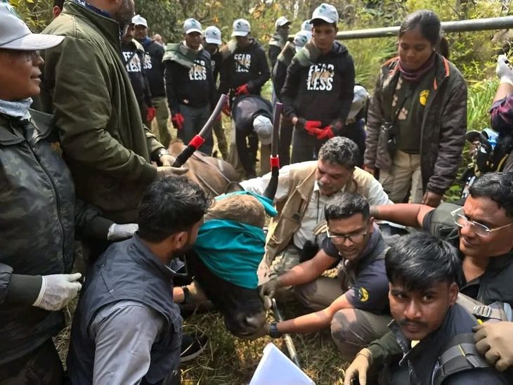 Satpura Tiger Reserve Operation Bison: Rescue Efforts Continue