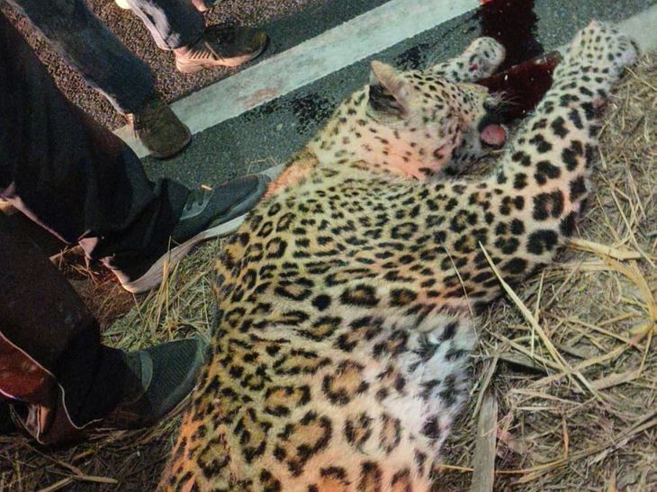 Leopard Dies on Kiccha-Sitarganj Highway | Udham Singh Nagar