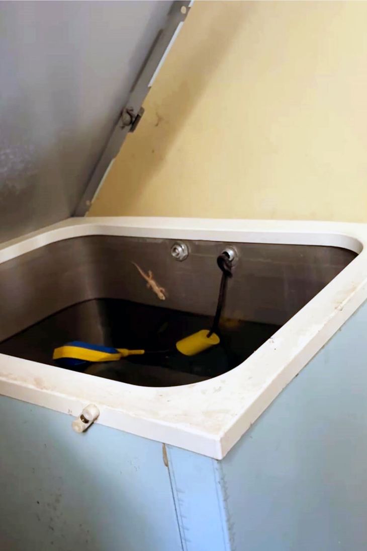 A lizard was found in the water cooler of the Commerce Department.