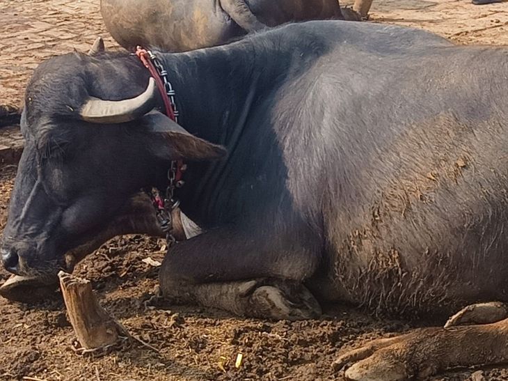 Jahangirabad Protest: Animal Husbandry Dept Accused Over Foot-Mouth ...