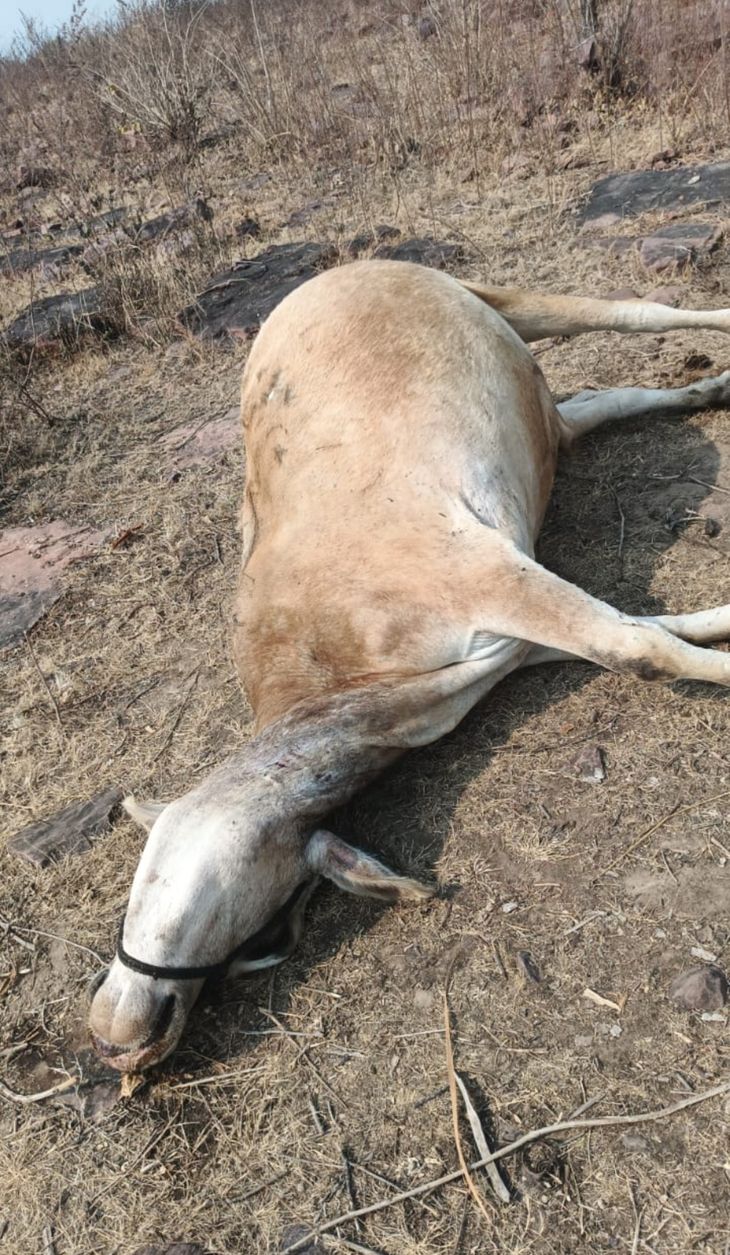 Tiger movement in Satti village, killing 2 bulls late at night