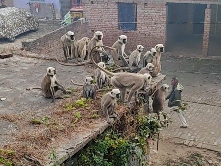 UP Villagers Face Monkey Menace | Damage to Homes