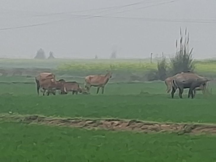 Koirauana Farmers Crops Destroyed by Nilgai Despite Jhhatka Machine