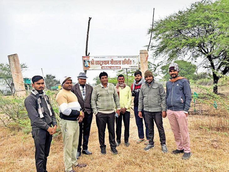 Cow Festival will be held on March 12.