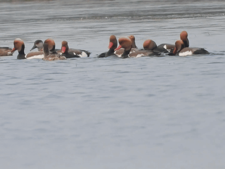 Bhoj Wetland Migratory Birds Migration Stuck at 50-60% | Climate Change ...