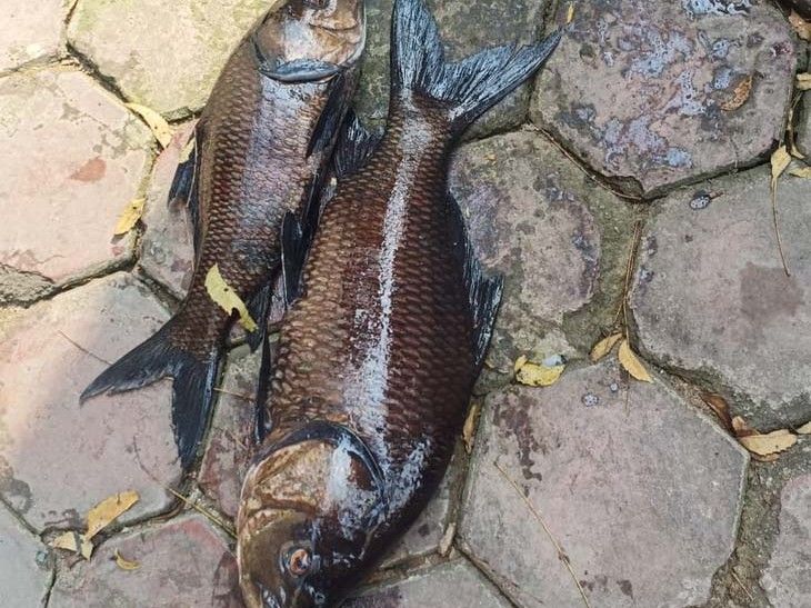 Raigarh Ganesh Talab Fish Deaths | Water Contamination Concerns