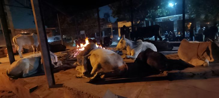Cattle sitting near a human funeral pyre to escape the cold