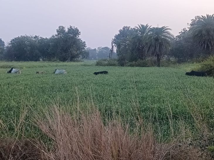 Saurikh Farmers Guard Crops in Cold Amid Stray Animal Menace 2026