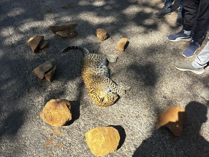 Panna Tiger Reserve Hit & Run: Leopard Cub Death; Investigation On