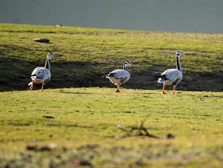 Panna Rare Bar-Headed Goose Spotted | Range Officer Captures Photo
