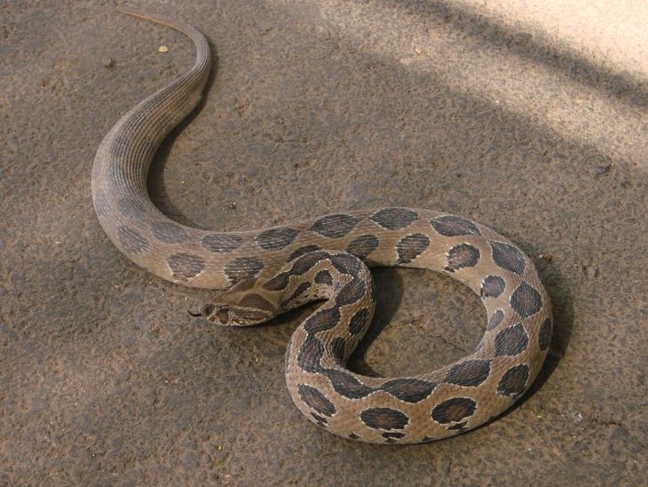 Gunnaur Viper Scare | Villagers Demand Forest Dept Rescue