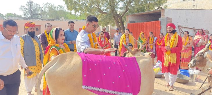 Cow Prasad continues in the cow shelter, honouring the migrant cow devotees