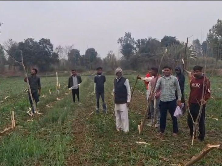 Muzaffarnagar Khet Gehu Fasals Destroyed | 1200 Poplar Trees Ruined ...