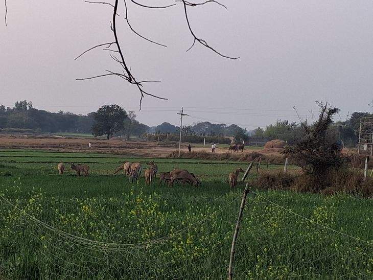 Nilgai Attack Farms | Ushravalia Basgitiya Villages Farmers Distress