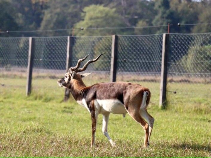Prayagraj Black Buck Conservation: Check Dams & Tourism Boost