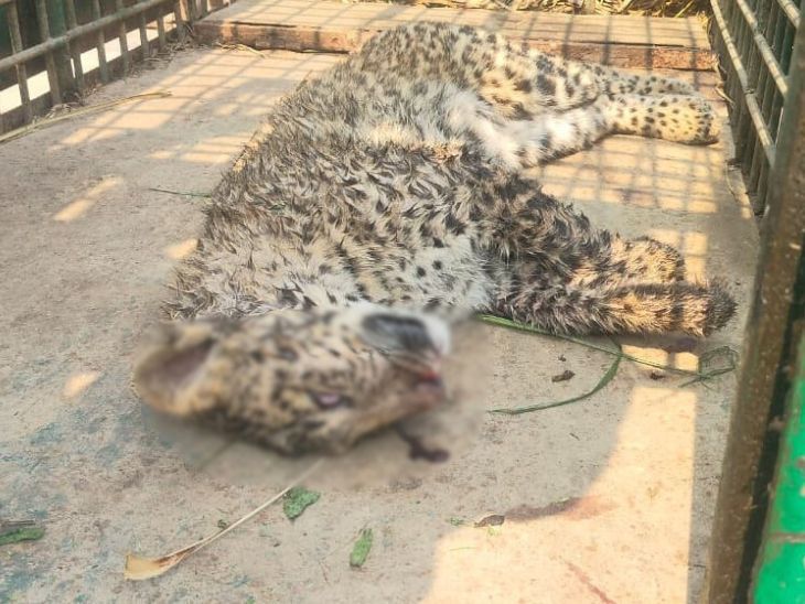 Nanpara Leopard Death | Tree Rescue Blood Update 2026