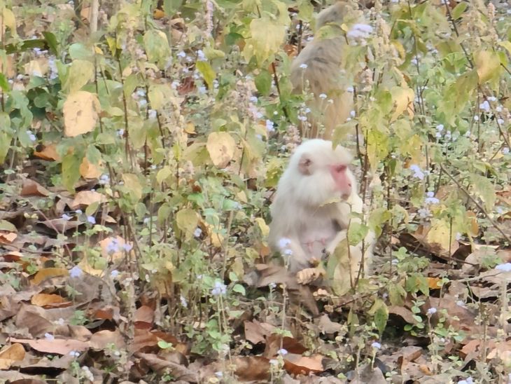 Jim Corbett Albino Monkey Spotted | Rare Sight; Wildlife Enthusiasts ...