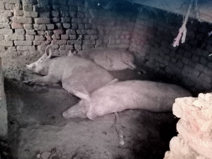Pig Stolen in Mursan Blocks Nagla Babu; Other Pigs Found Unconscious