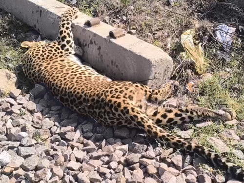 Lalitpur Leopard Injured | Train Track Rescue Begins