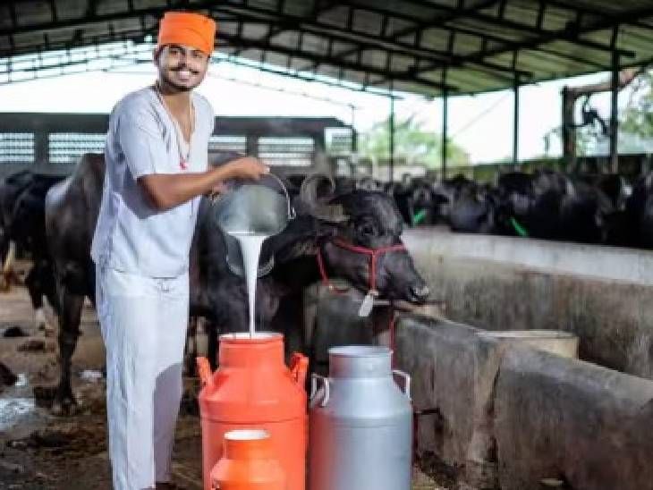 MP Milk Product License Mandatory | Equipment Monitoring For Purity