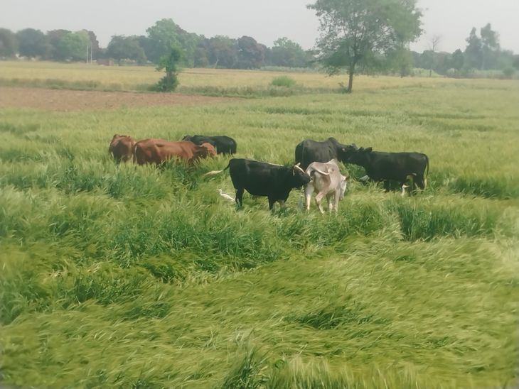 Bulandshahr Farmers Crops Destroyed by Stray Cattle Despite Gaushala
