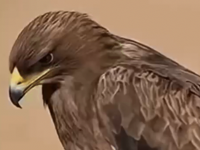 Steppe Eagle Migration Surge in Bikaner | Iran-Iraq Instability Impact
