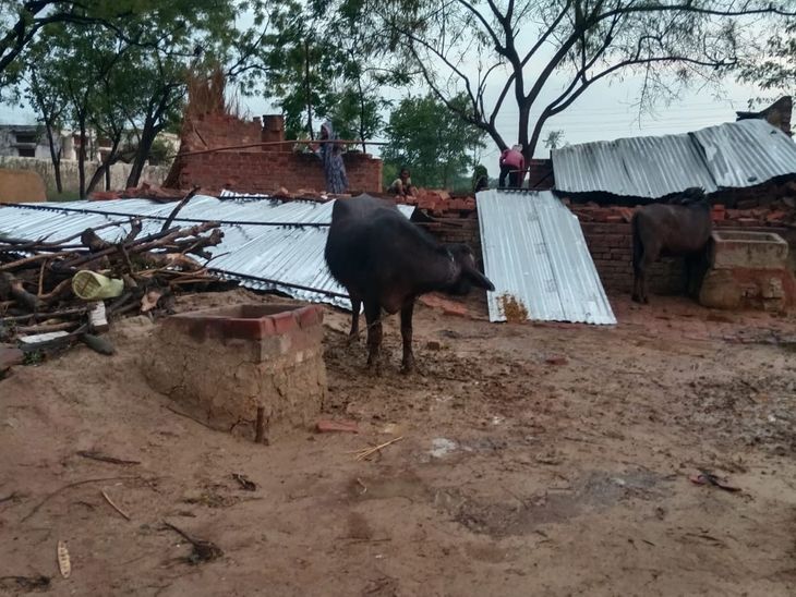 Ahirua Shed Collapse | Ramu Kashyap Cattle Goods Damaged