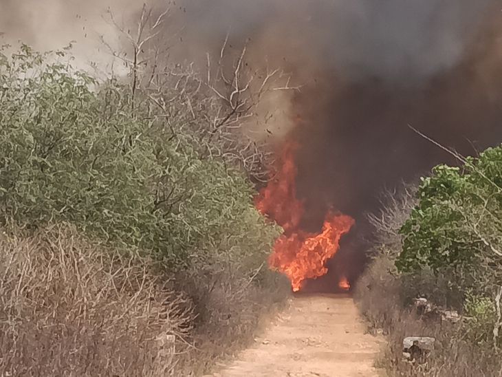 Prayagraj Forest Fire Devastates; Fire Brigade Battles Blaze