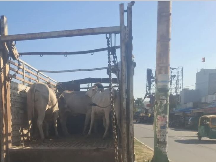 Lakhimpur Stray Cattle Capture Campaign Starts | Nighasan Road