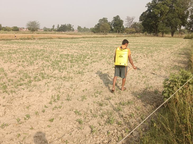 Ikri Moong Fasal Pest Attack | Sundi Machhar Worries Kisan; Utpadan Hit