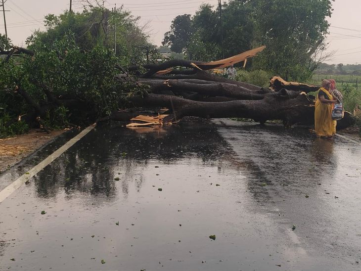 Lakhanpura Storm Damage | Trees Fall, House Damaged, Animals Trapped