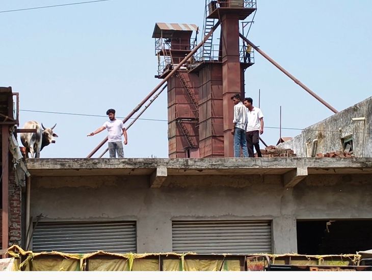 Shahjahanpur Nandi Building Crowd | Locals Rush to See Nandi Maharaj