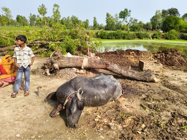 Baddupur Farmer Loss ₹80K | Buffalo Death Storm Tree Fall