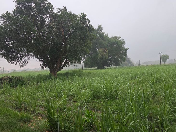 Tarun Haiderganj Rain | Sugarcane Crops Benefit, Vegetable Crisis Looms